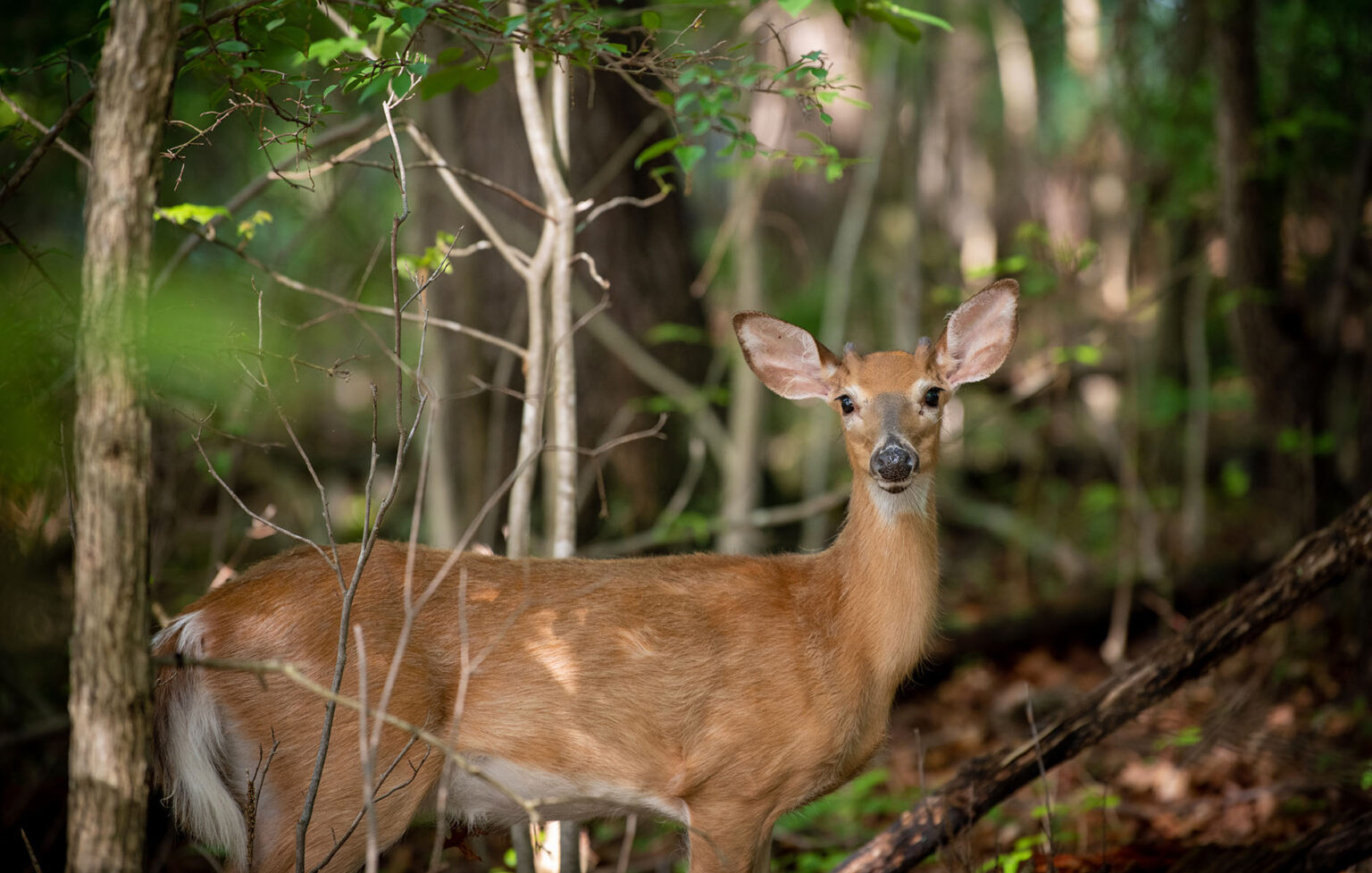 National Forest & Trails - Northern Shenandoah Valley